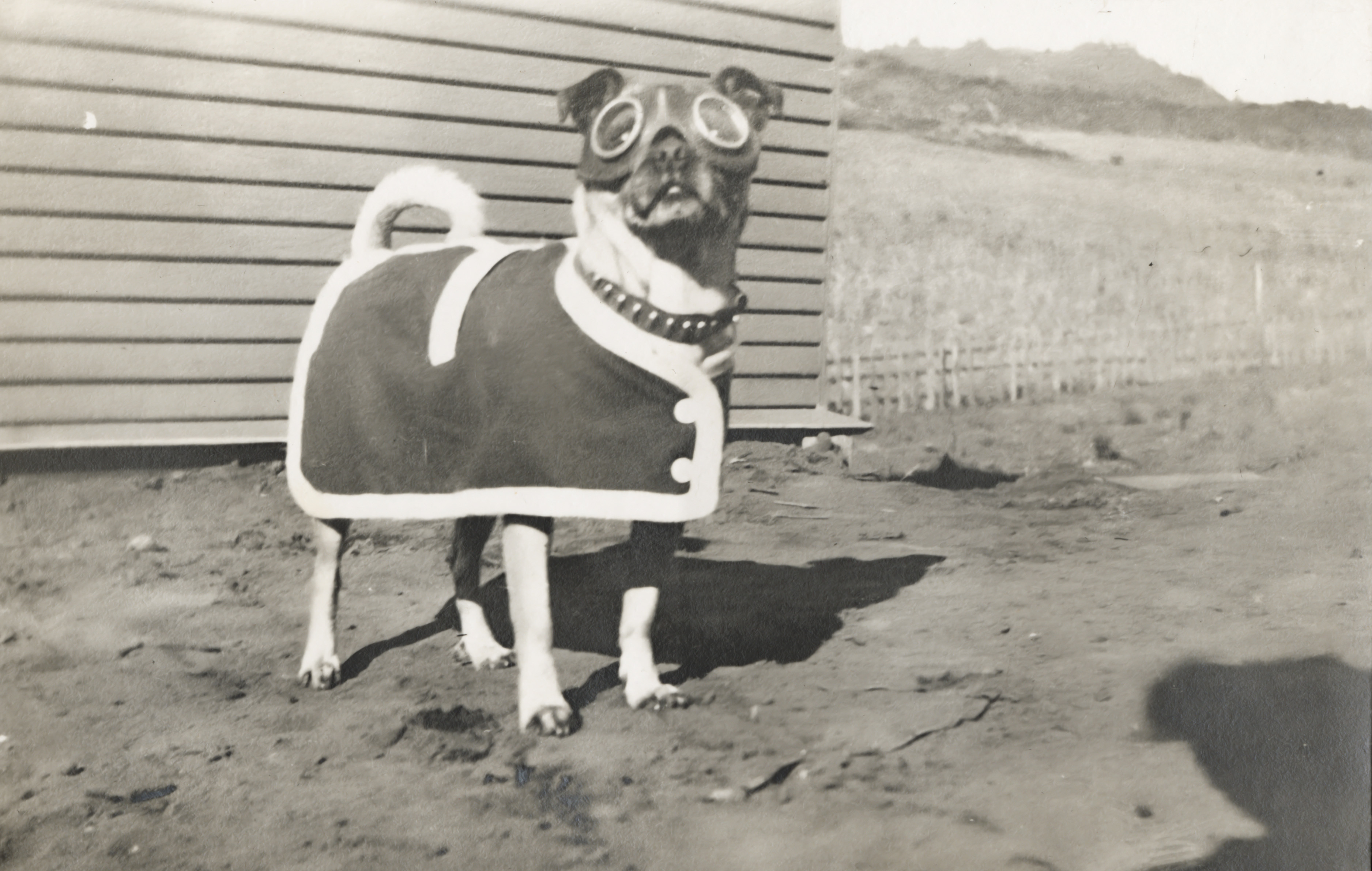 HOWL: The Art & History of Pets | MAH