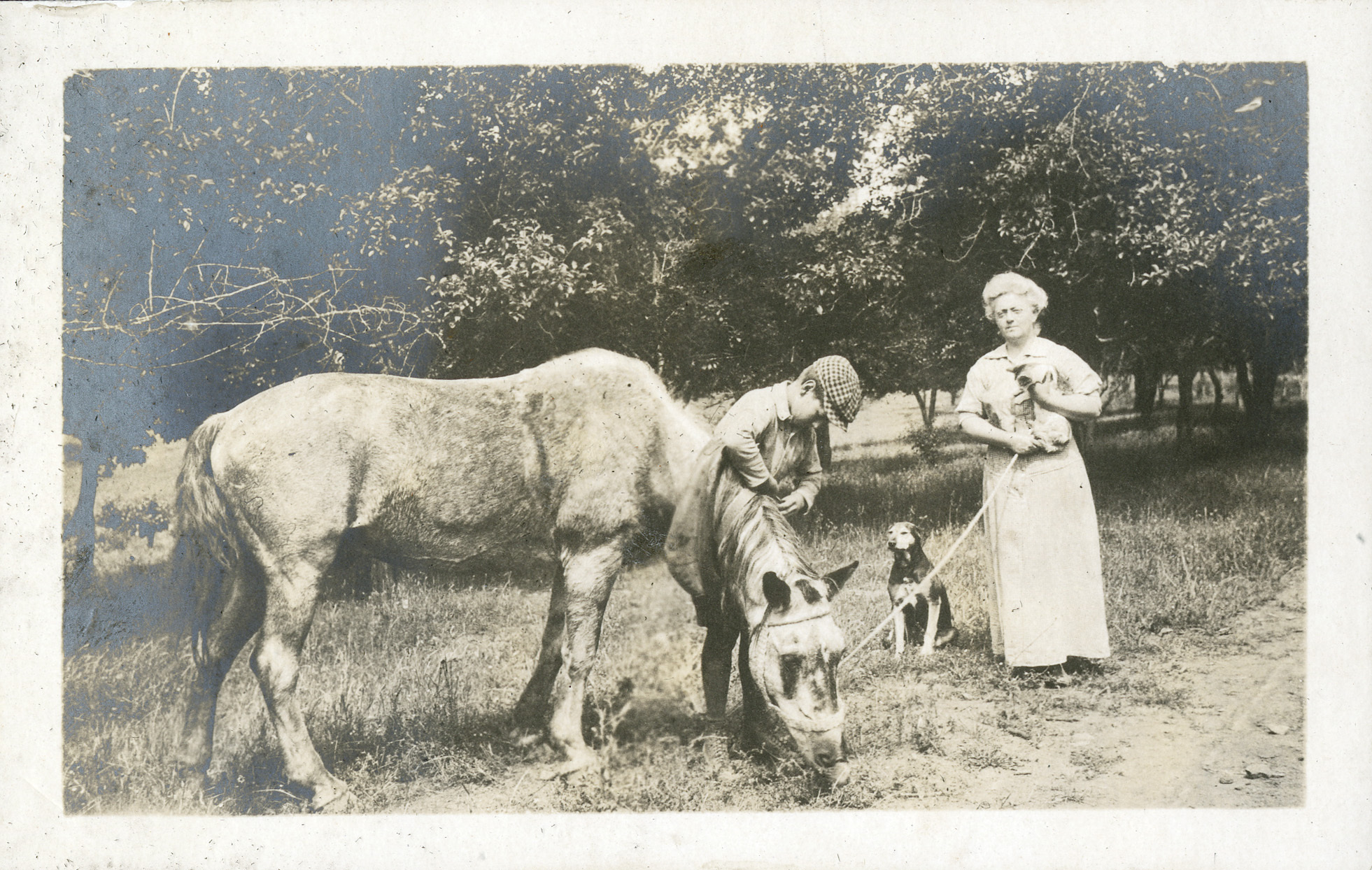 HOWL: The Art & History of Pets | MAH