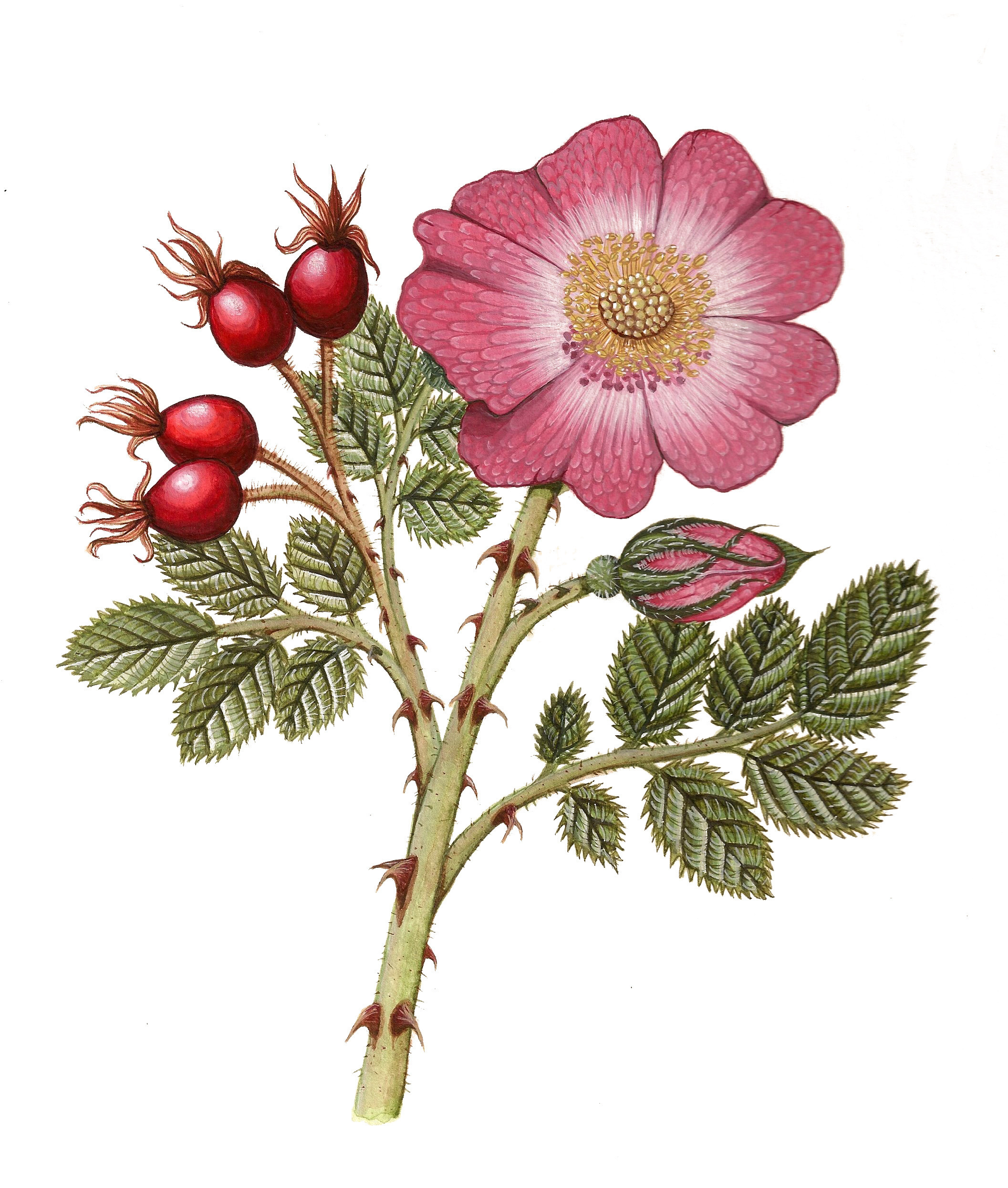 Honoring Our Relatives: Amah Mutsun Botanical Illustrations | MAH